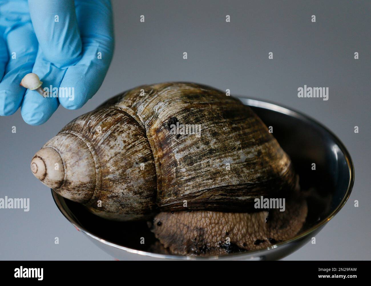 FILE - In this Aug. 21, 2014 photo, a rare Partula snail, left, is held ...