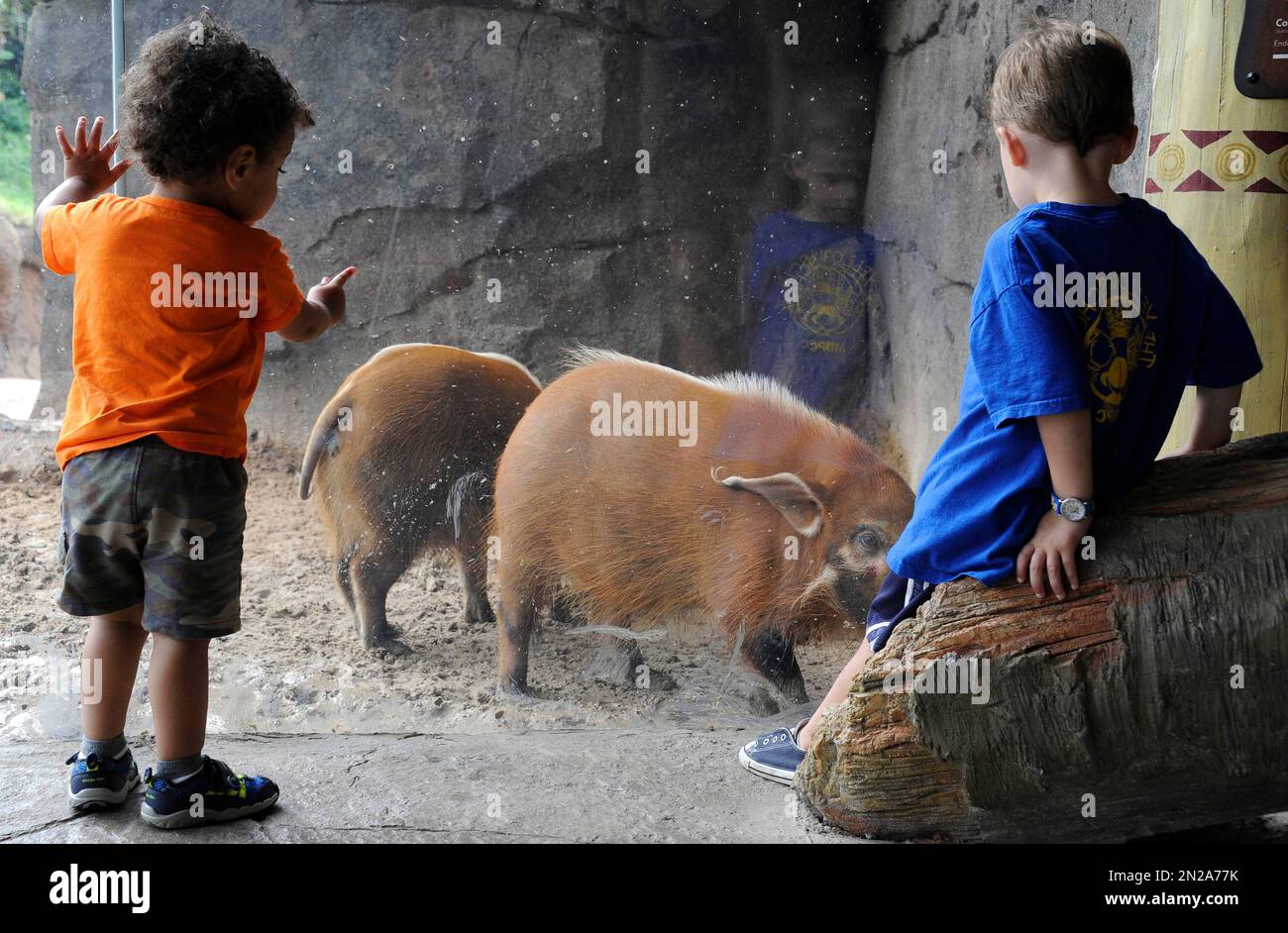 Young visitors to the Houston Zoo look at a pair of Red River hogs ...
