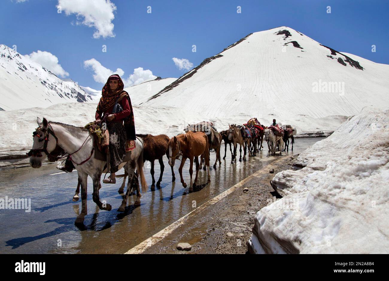 An Kashmiri Bakarwal woman leads a heard of horses near Peer Ki Gali ...