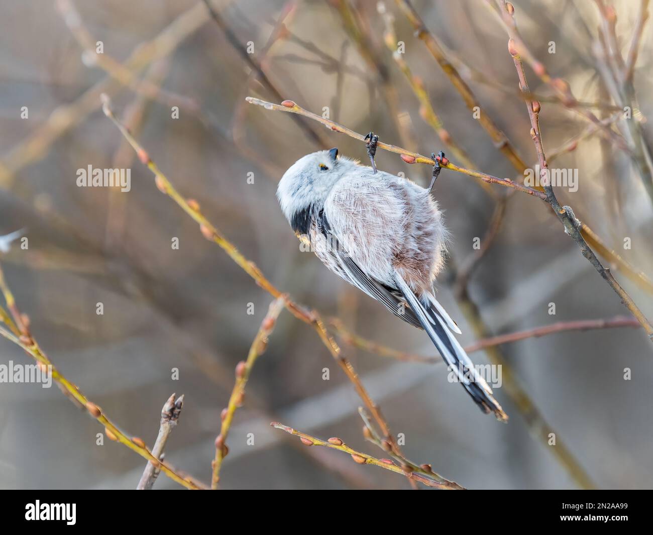 European long-tailed tit, latin name Aegithalos caudatus. A bird ...