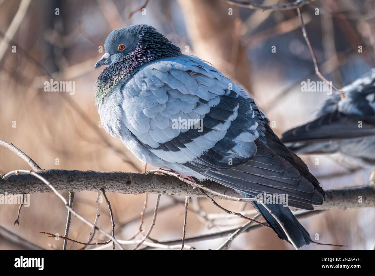 The fat pigeon sitting on a branch. Domestic pigeon bird and blurred ...