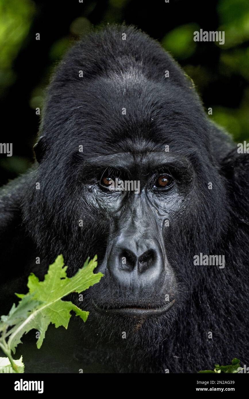 Mountain gorilla, silverback, alpha-male, face Stock Photo - Alamy