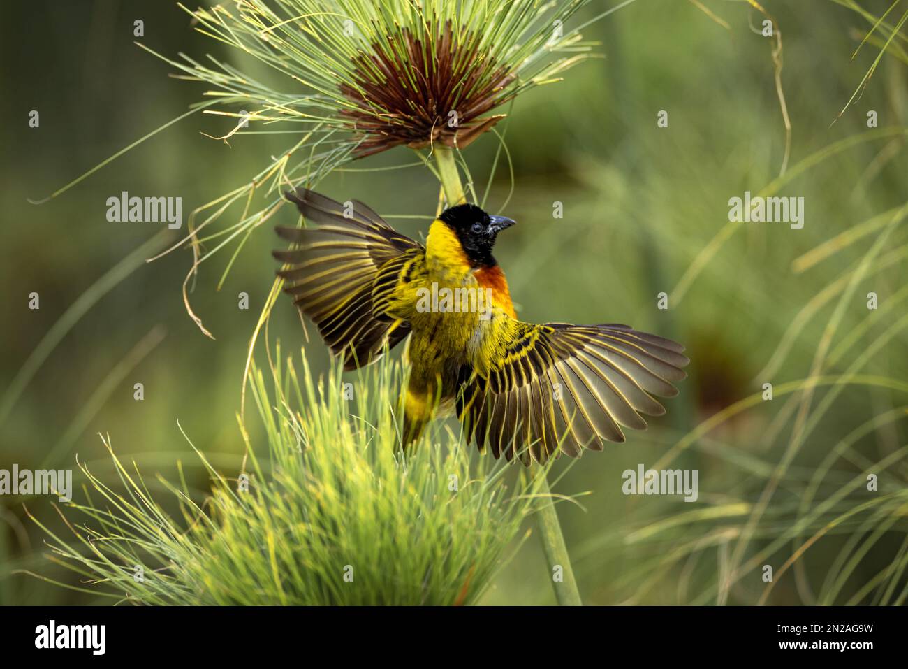 Papyrus village hi-res stock photography and images - Alamy