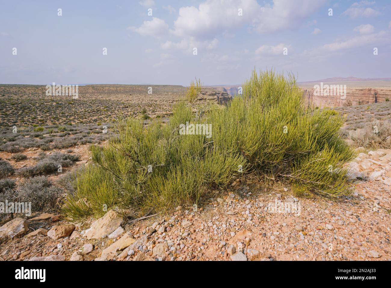 Mormon Tea plant (genus Ephedra), a woody shrub in the middle of desert ...