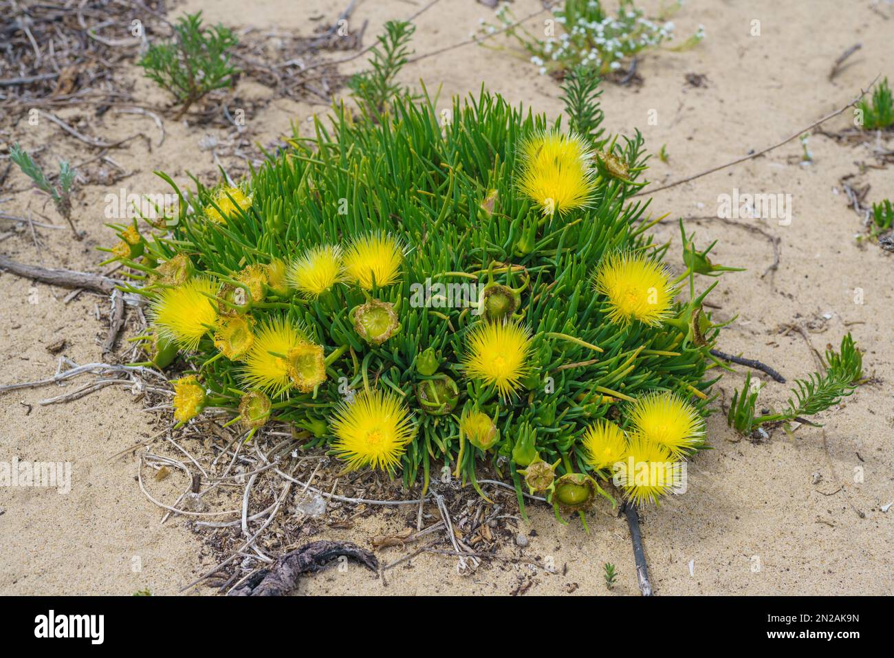 Yellow flowers of the succulent Ice plant Pig's-Root (Conicosia ...