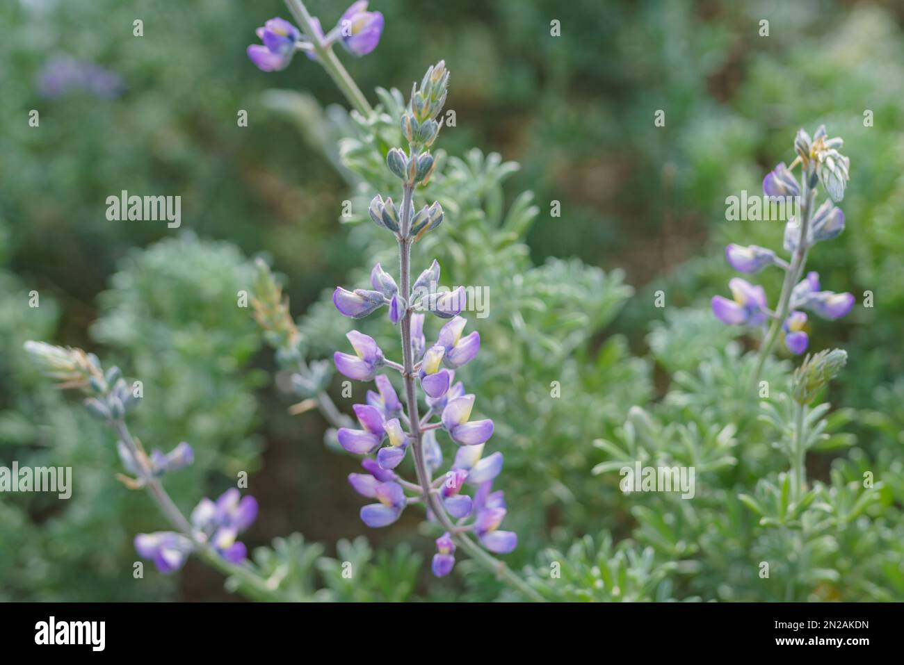 Silver Lupine (Lupinus argenteus) in bloom, silvery-green leaves line ...