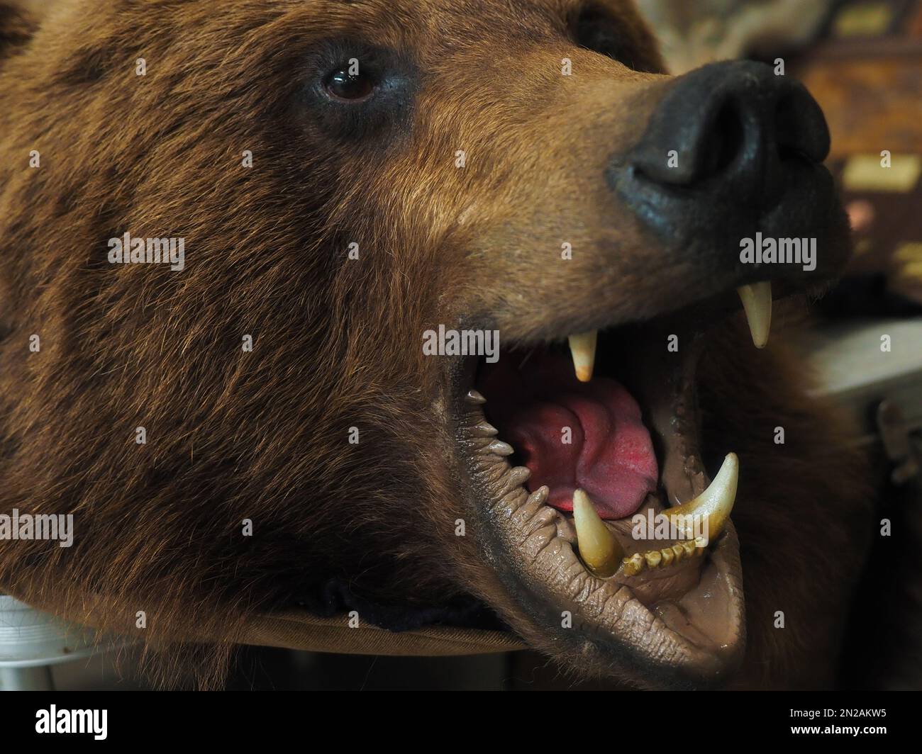 Stuffed animal. Brown bear head with open mouth. Animal grin with fangs ...