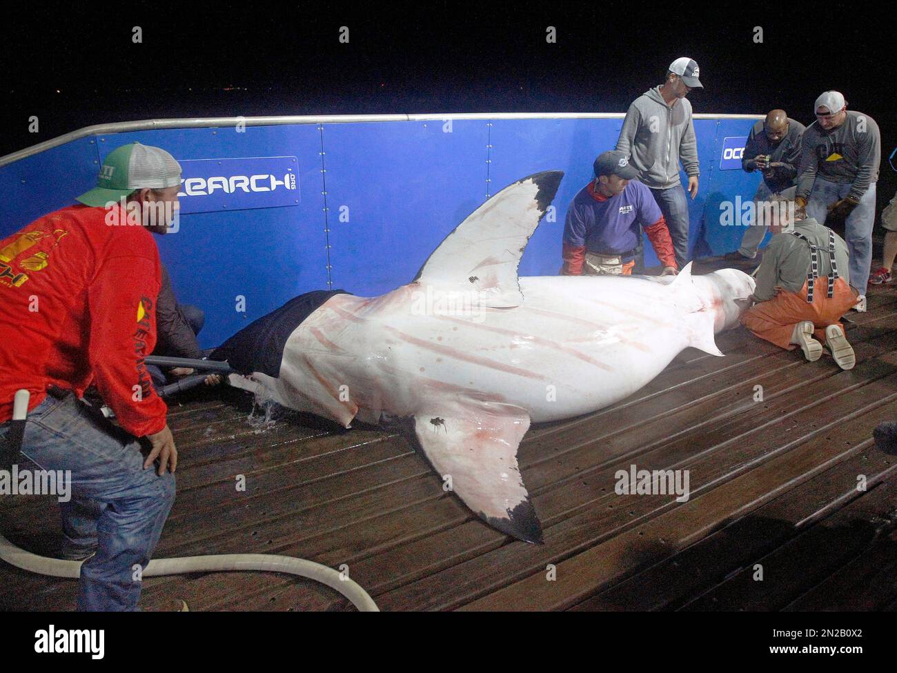 FILE - In this Sept. 13, 2012 file photo, scientists collect blood and ...