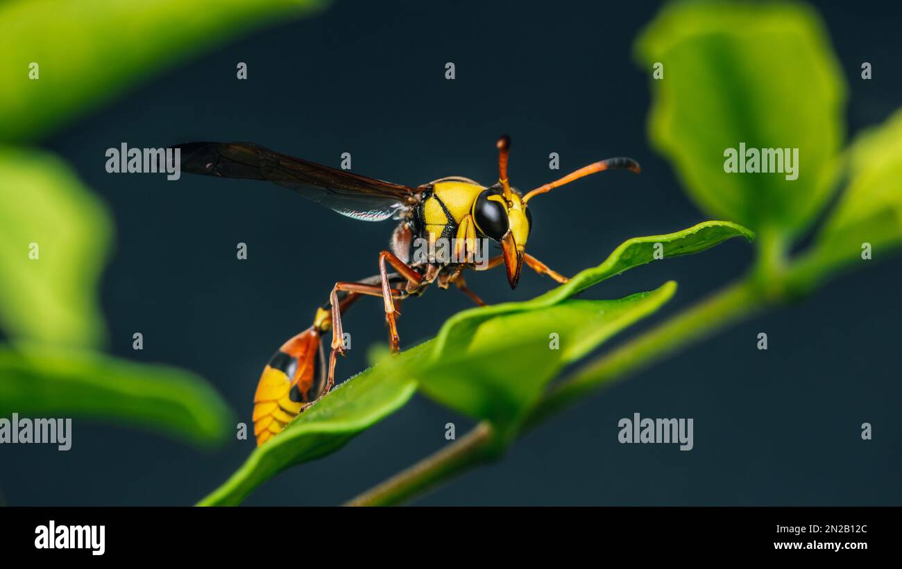Yellow Potter Wasp on green leaf and black background, Macro shot ...