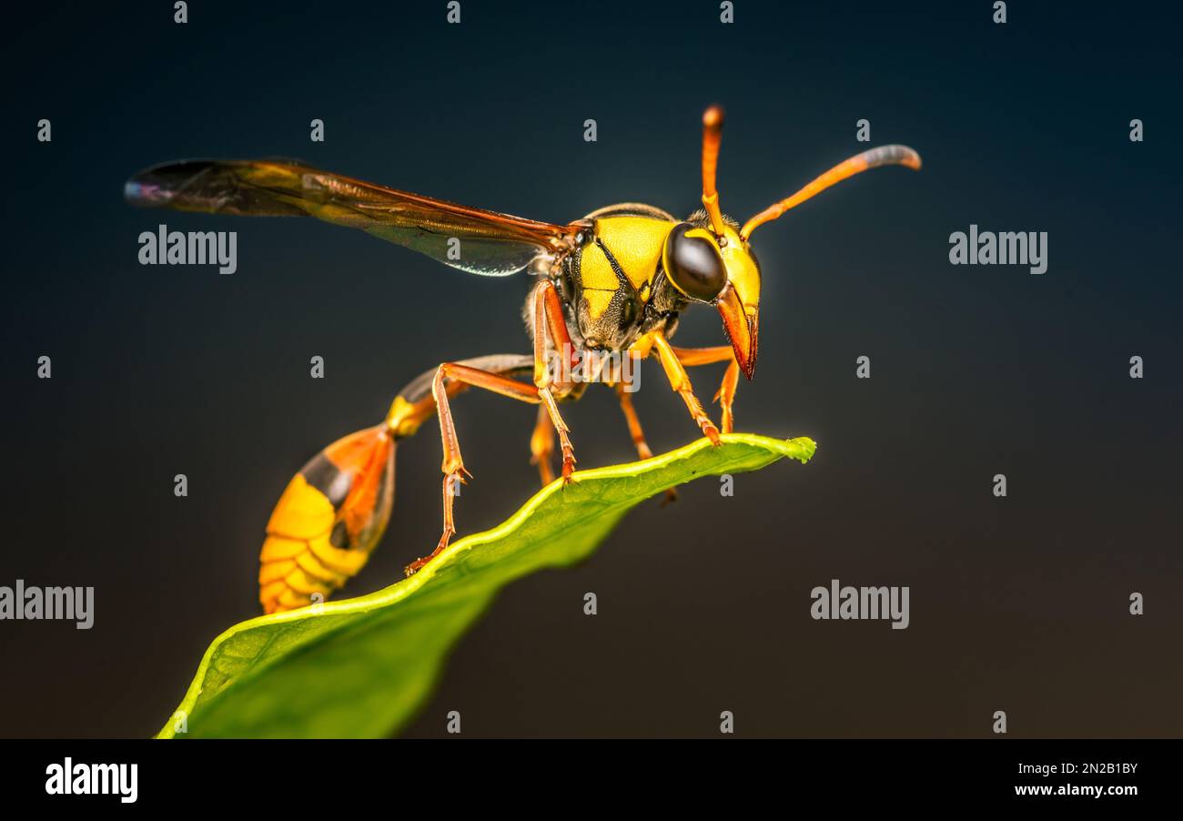 Potter wasp hi-res stock photography and images - Alamy
