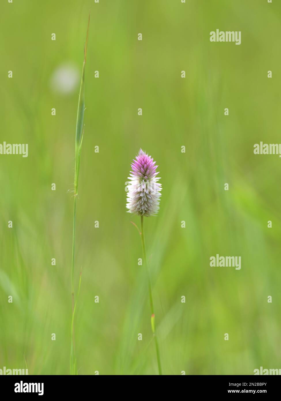 Calosia argentea Kurdu flower, single flower in green smooth background ...