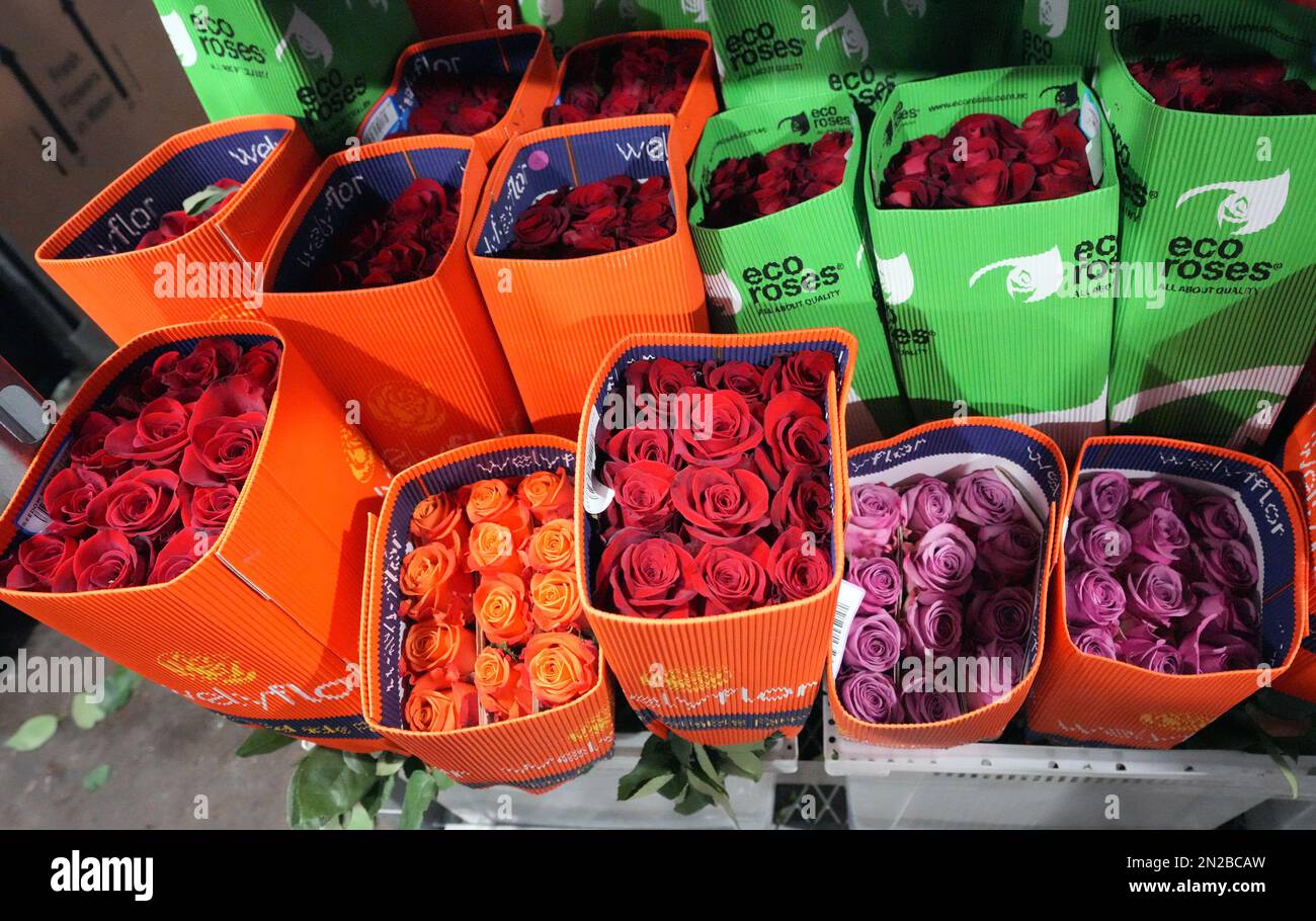 St. Louis, United States. 06th Feb, 2023. Roses of all colors sit in a ...