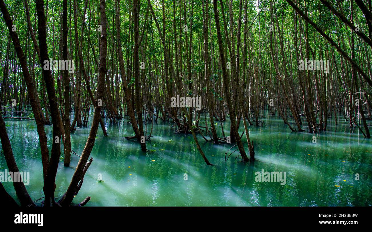 Mangrove forest with azure water in the MU Ko Chumphon National Park ...