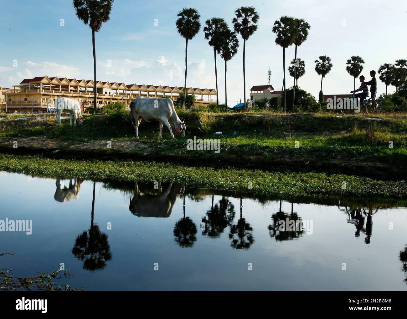 Cambodian boys, right, guide their cows eating grass in Krang Angkrang ...