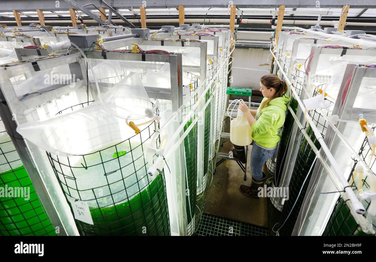 In this March 23, 2015 photo, Nicole Hamlin, an algae technician with ...