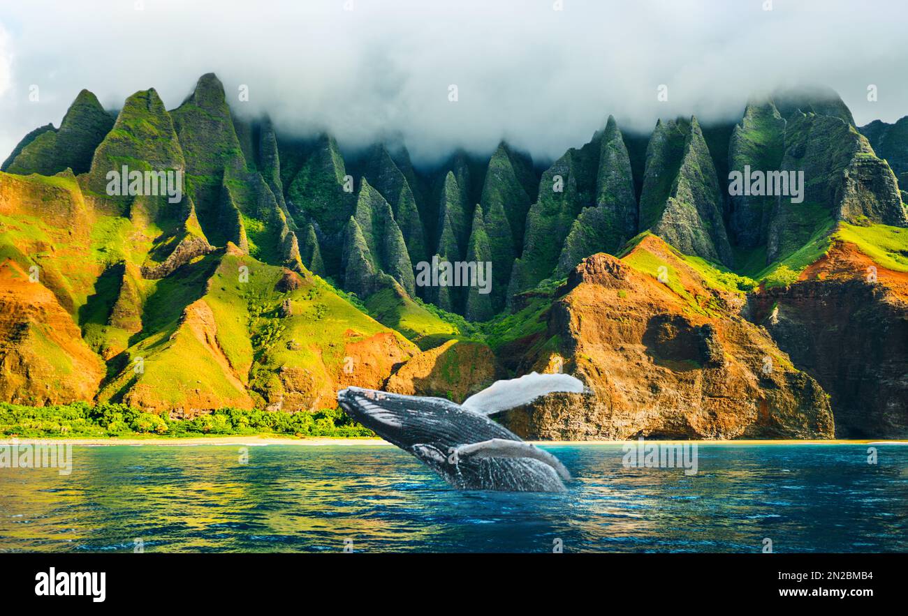 Whale watching sunset cruise tour at Na Pali Coast, Kauai island ...