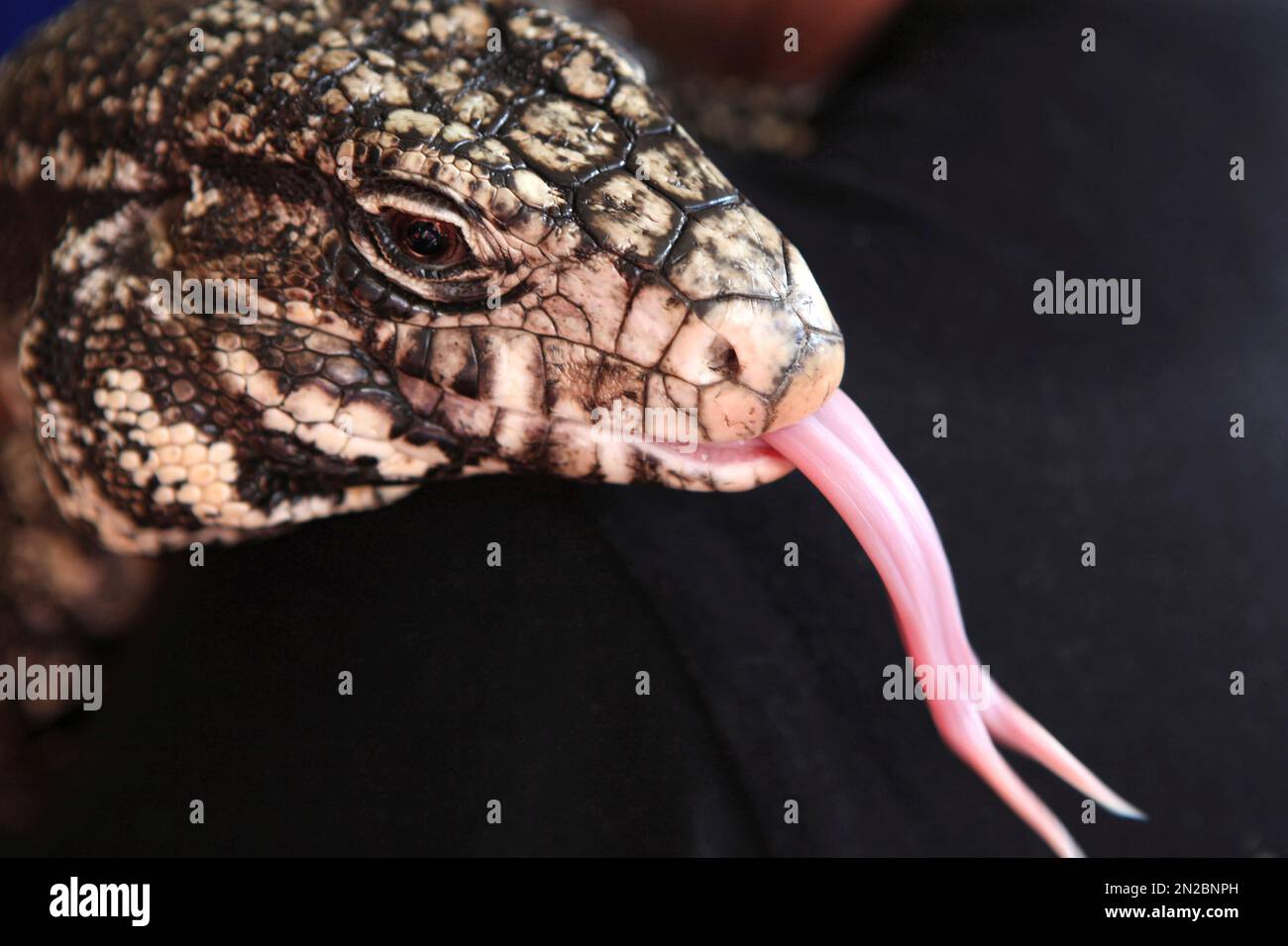 A black and white Argentine Tegu lizard sticks out its tongue at the Yebo Gogga exhibition at ...