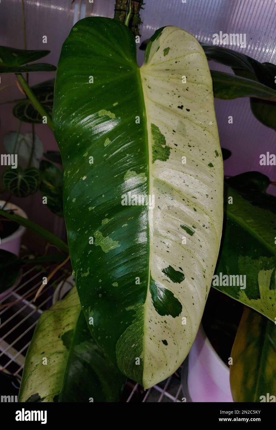 A beautiful white and green leaf of Philodendron Jose Buono variegated ...
