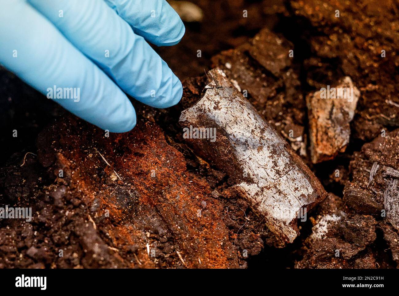 Schleswig, Germany. 02nd Feb, 2023. A prehistorian uncovers human ...