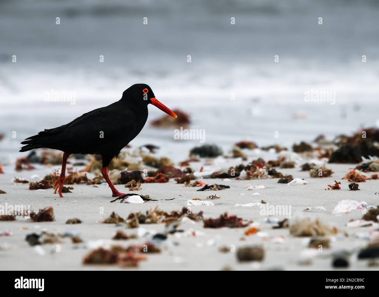 Stunning birds of the beach Stock Photo - Alamy