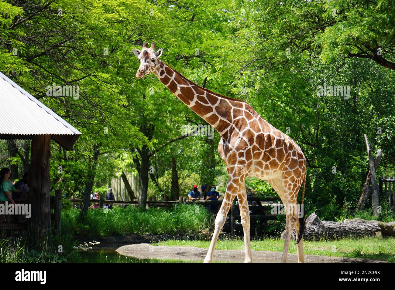 Giraffe strutting his stuff Stock Photo - Alamy