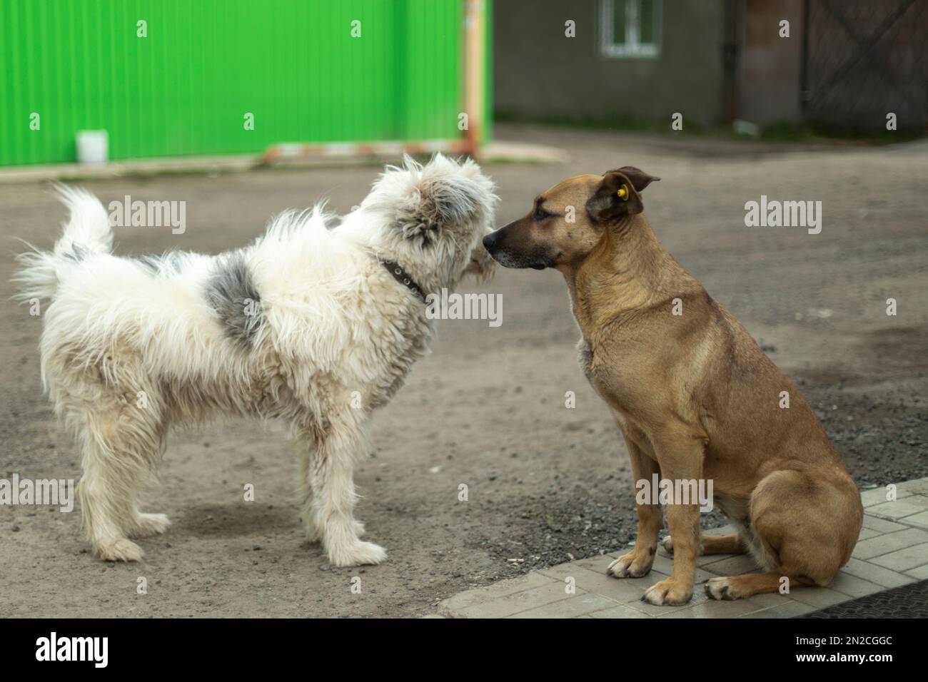 Mixed breed dog. Pet on street. Dog with wool. Stray animal Stock Photo ...
