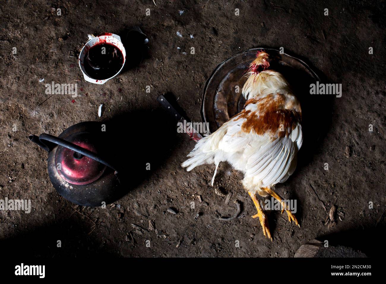 In this March 15, 2015 photo, a slaughtered chicken sits on a pan lid ...