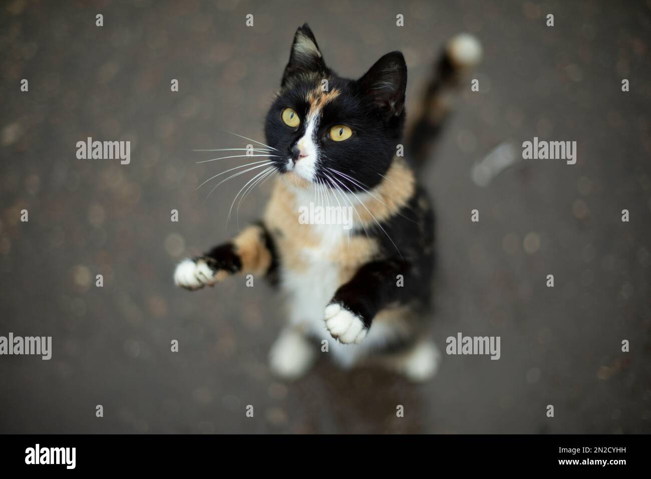 Cat stands on its hind legs. Cute animal. Pet asks for food. Cat Stock ...