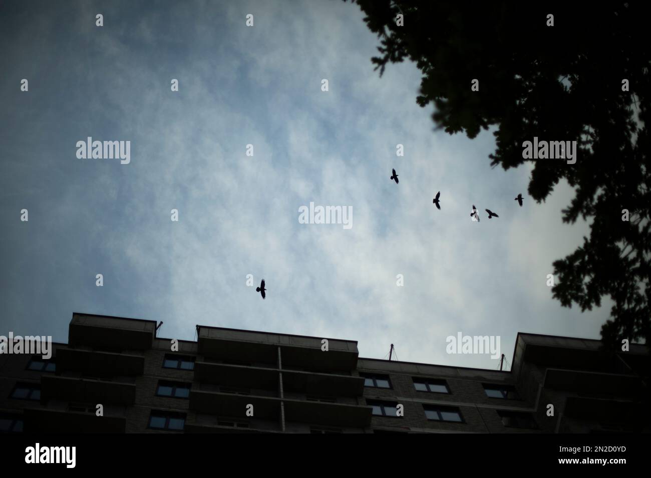 Crows fly in sky. Birds circling over building. Crows in evening ...