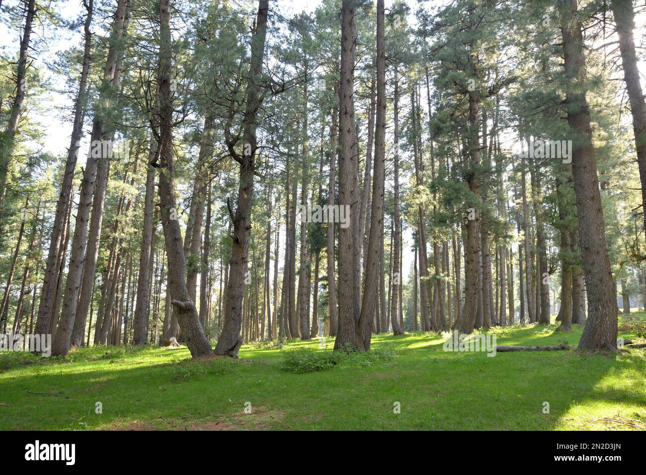 Pine tree forest in Kashmir India Stock Photo - Alamy