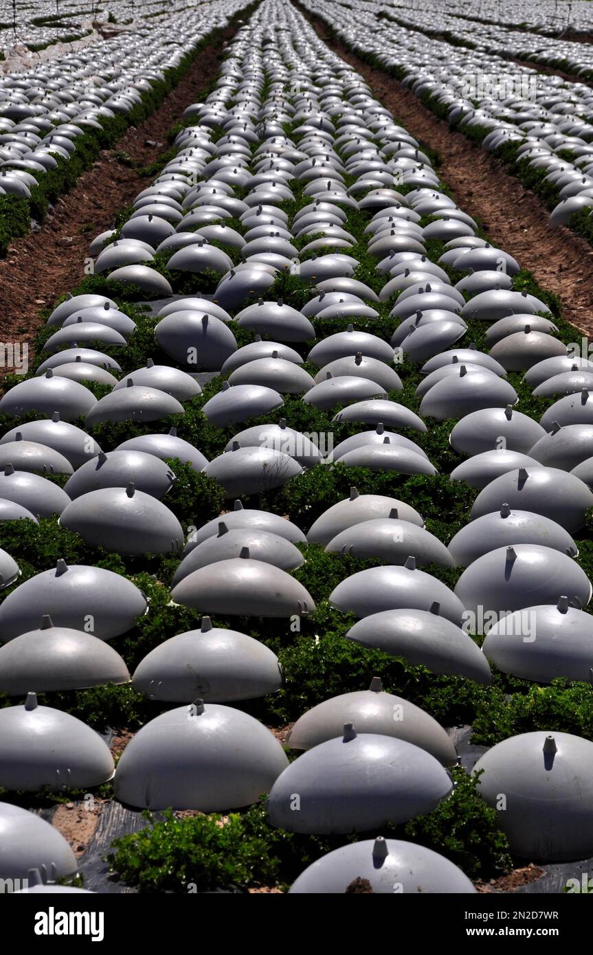 Rows of lettuce covered with plastic caps, Andalusia, Spain Stock Photo ...