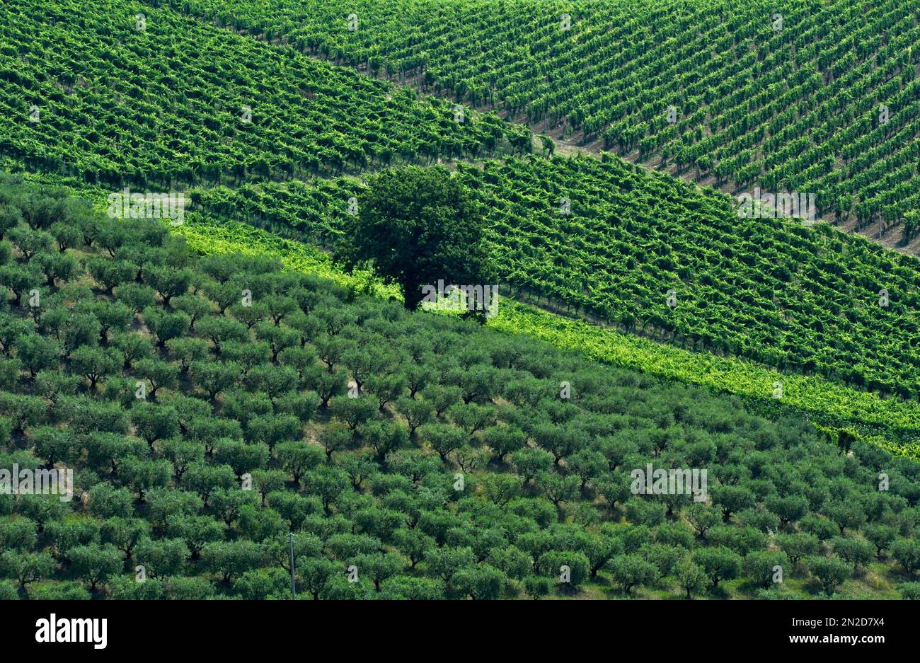 Large olive tree in green olive grove on slope with vines, Marche ...