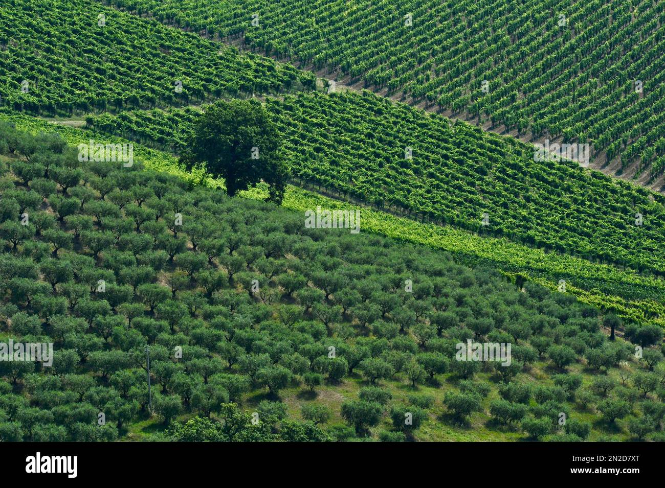 Vine grove hi-res stock photography and images - Alamy