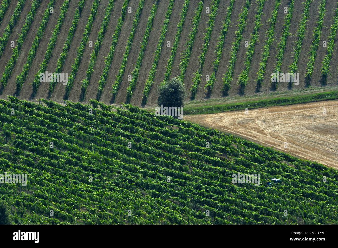 Olive and vine hi-res stock photography and images - Alamy