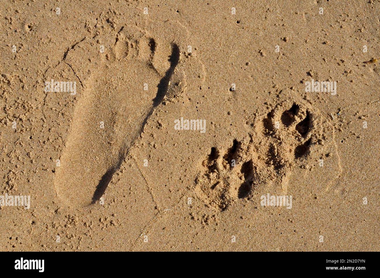 Footprints in the sand of man and dog Stock Photo - Alamy