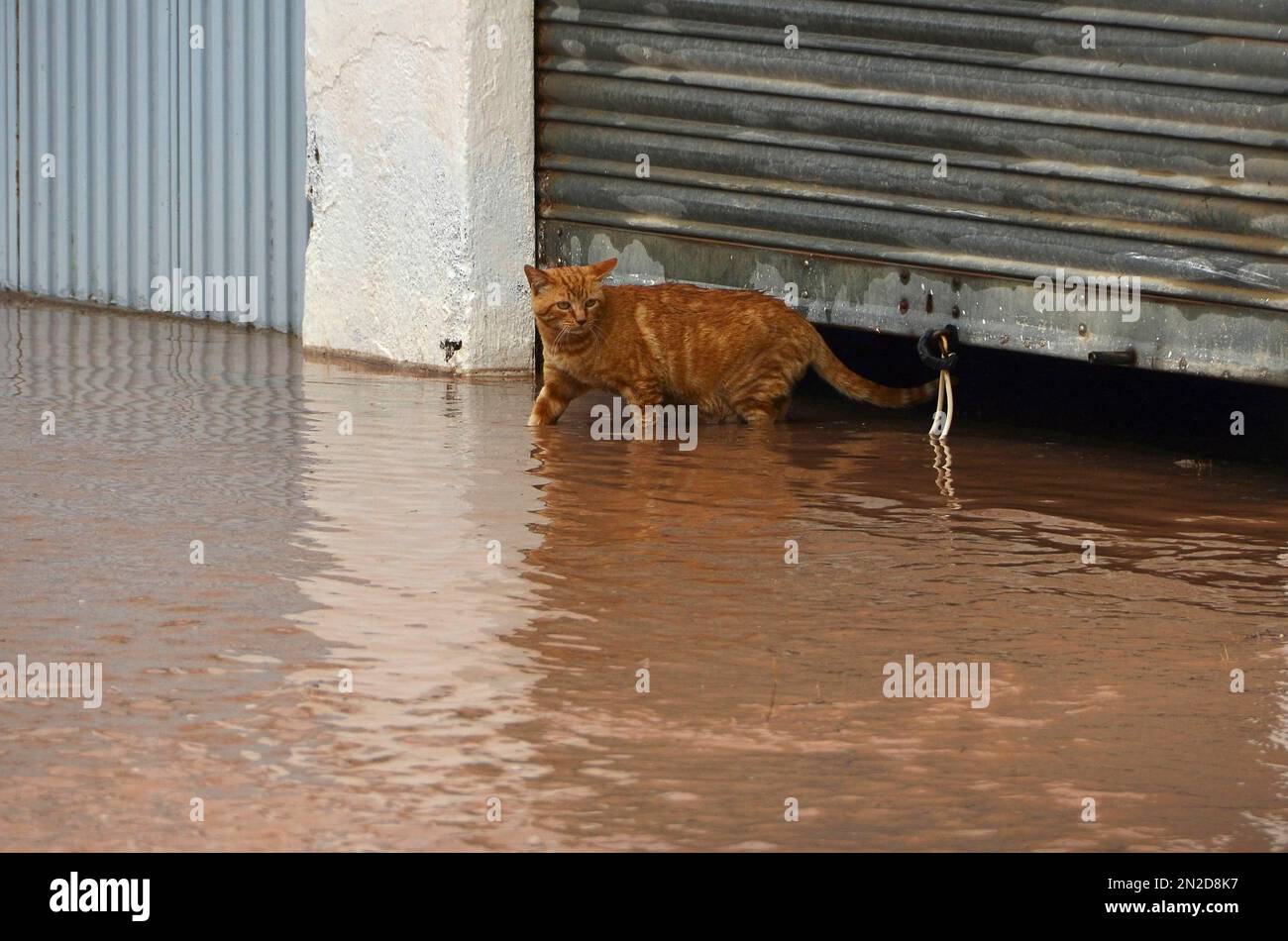 Cat comes out of garage and wades through water after flood of rain ...