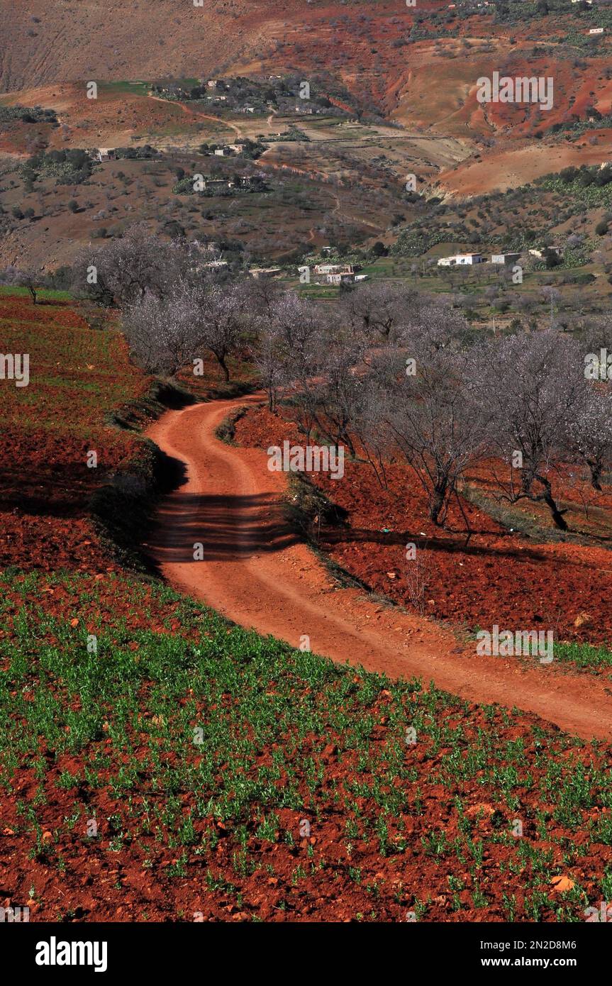 Winding path in red earth, almond blossom in the Rif Mountains ...