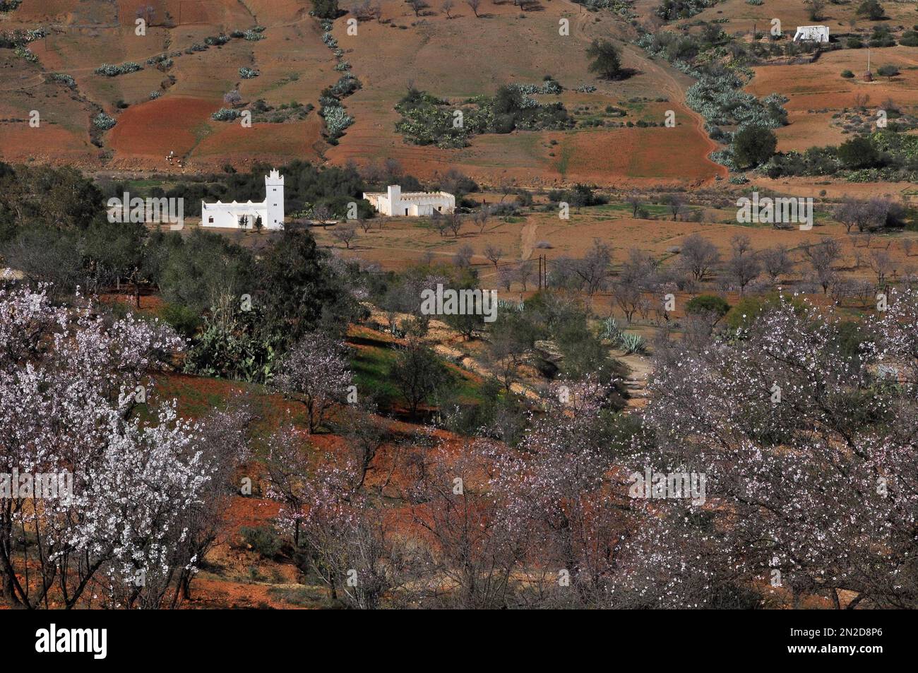 White houses and almond blossom in the Rif Mountains, Northern Morocco ...