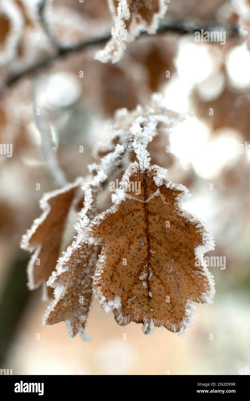 Frozen oak tree hi-res stock photography and images - Alamy