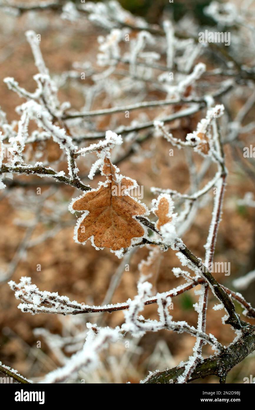 Frozen oak tree hi-res stock photography and images - Alamy