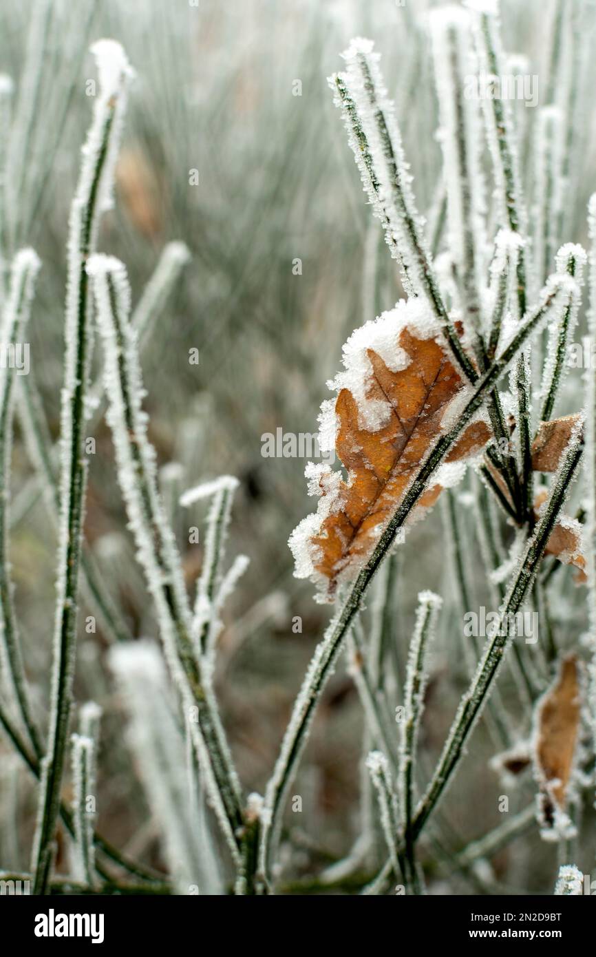 Frozen oak hi-res stock photography and images - Alamy
