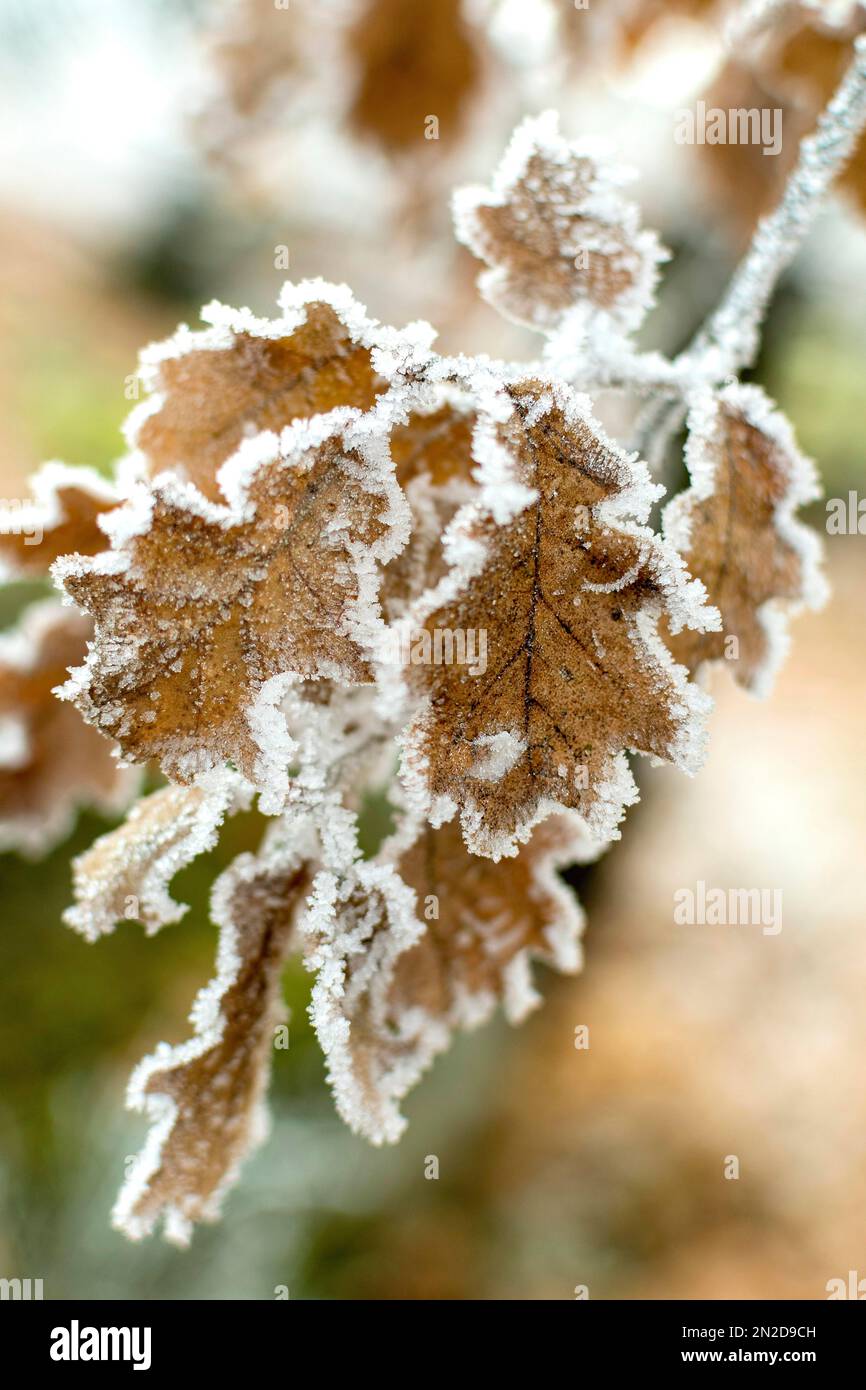 Frozen oak hi-res stock photography and images - Alamy