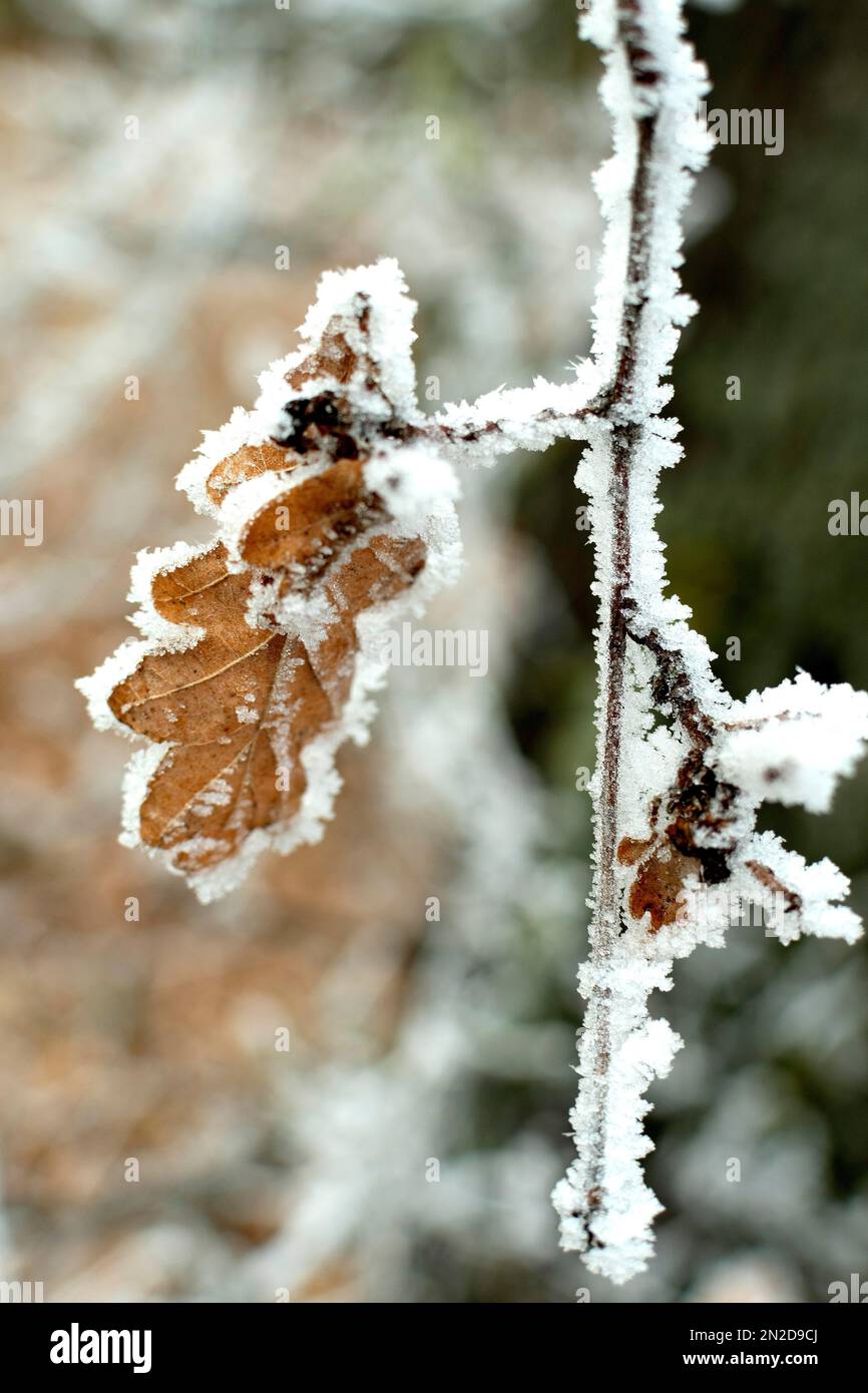 Frozen oak tree hi-res stock photography and images - Alamy