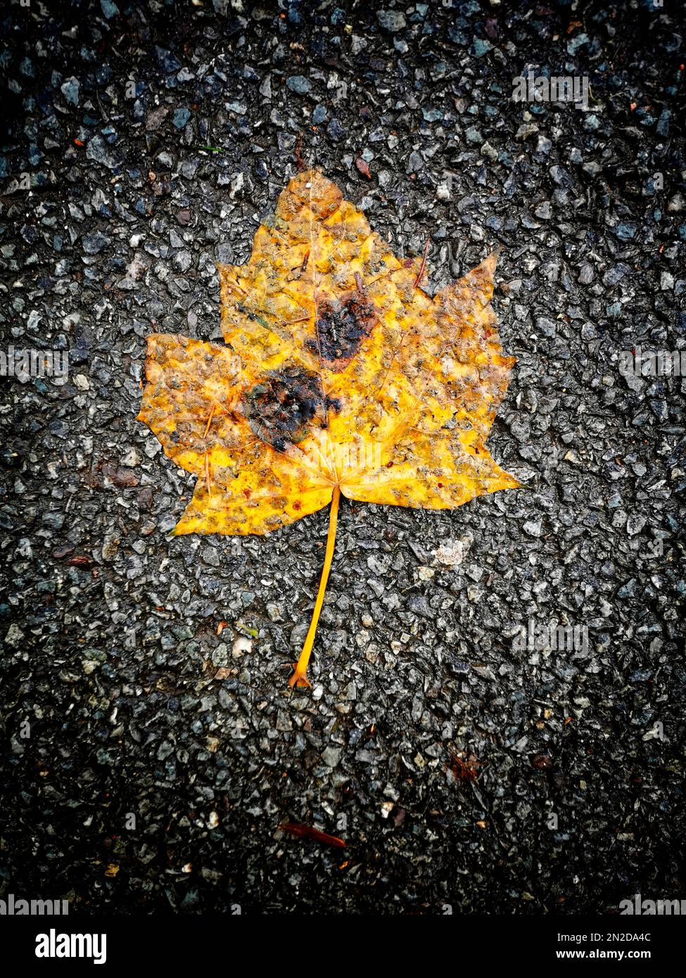 Close up dead leaf hi-res stock photography and images - Alamy