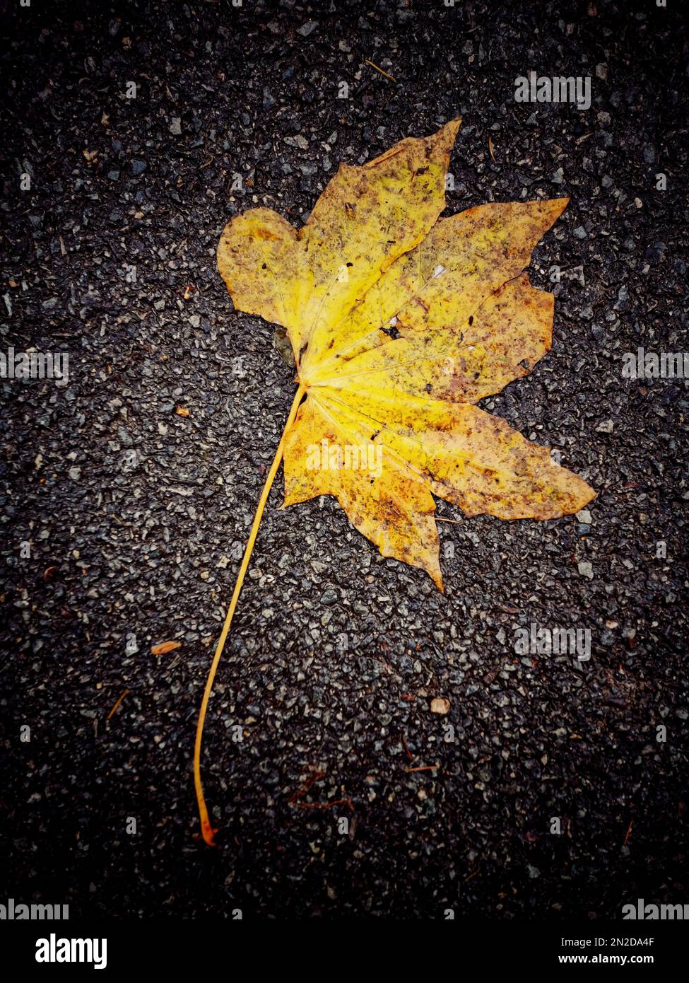 Close up dead leaf hi-res stock photography and images - Alamy
