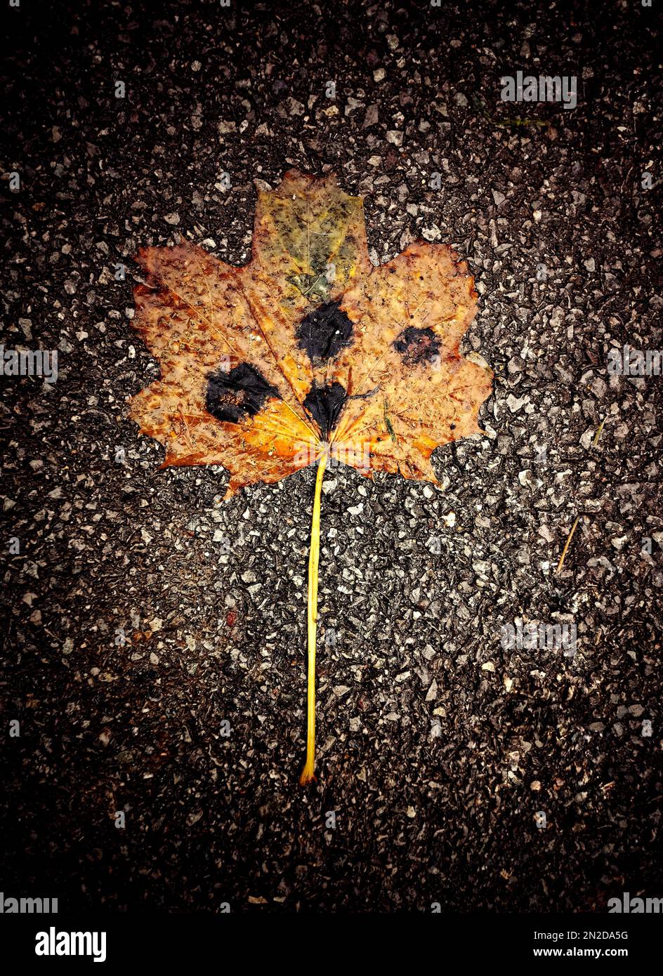 Dead leaf hi-res stock photography and images - Alamy