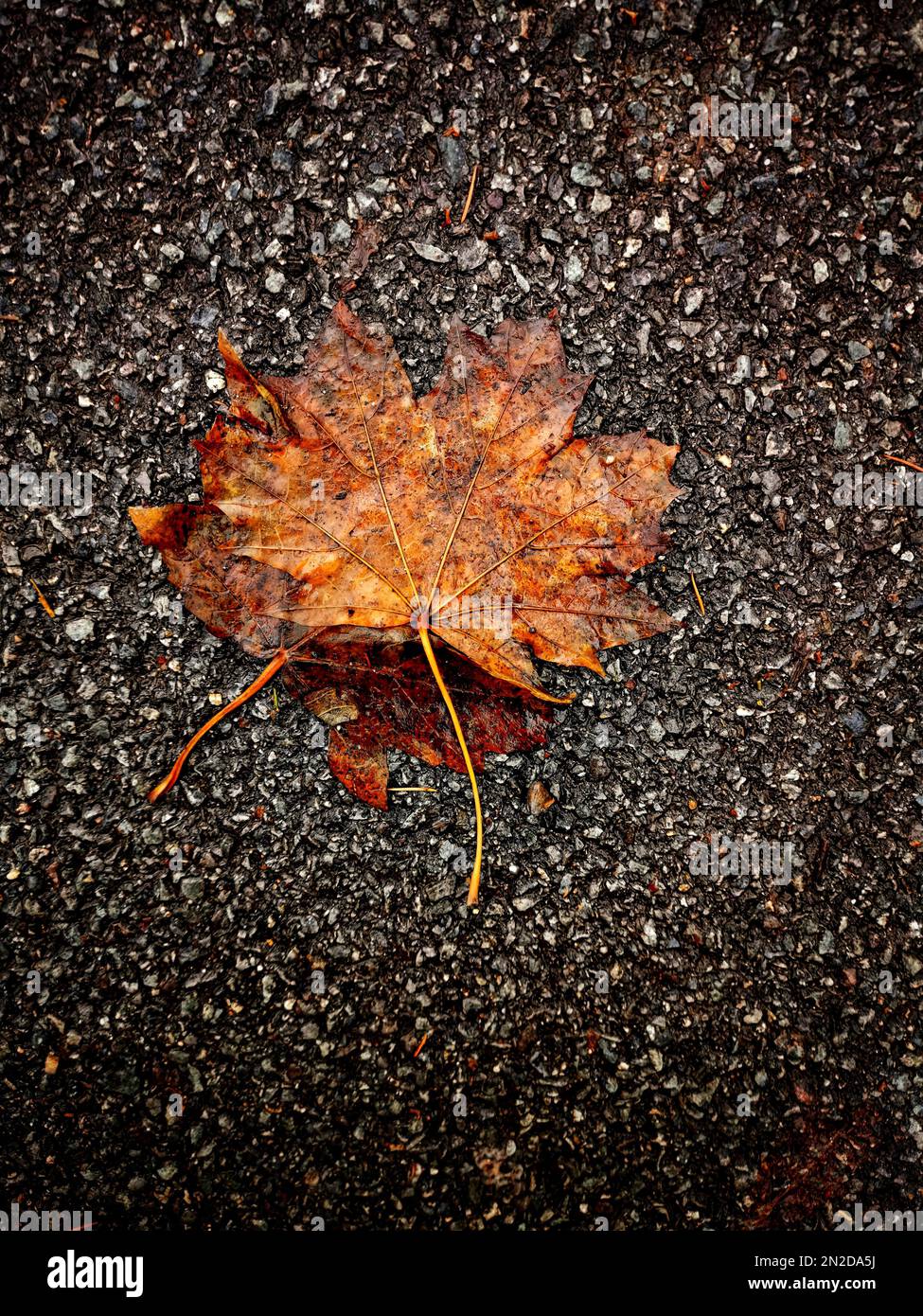 Close up dead leaf hi-res stock photography and images - Alamy