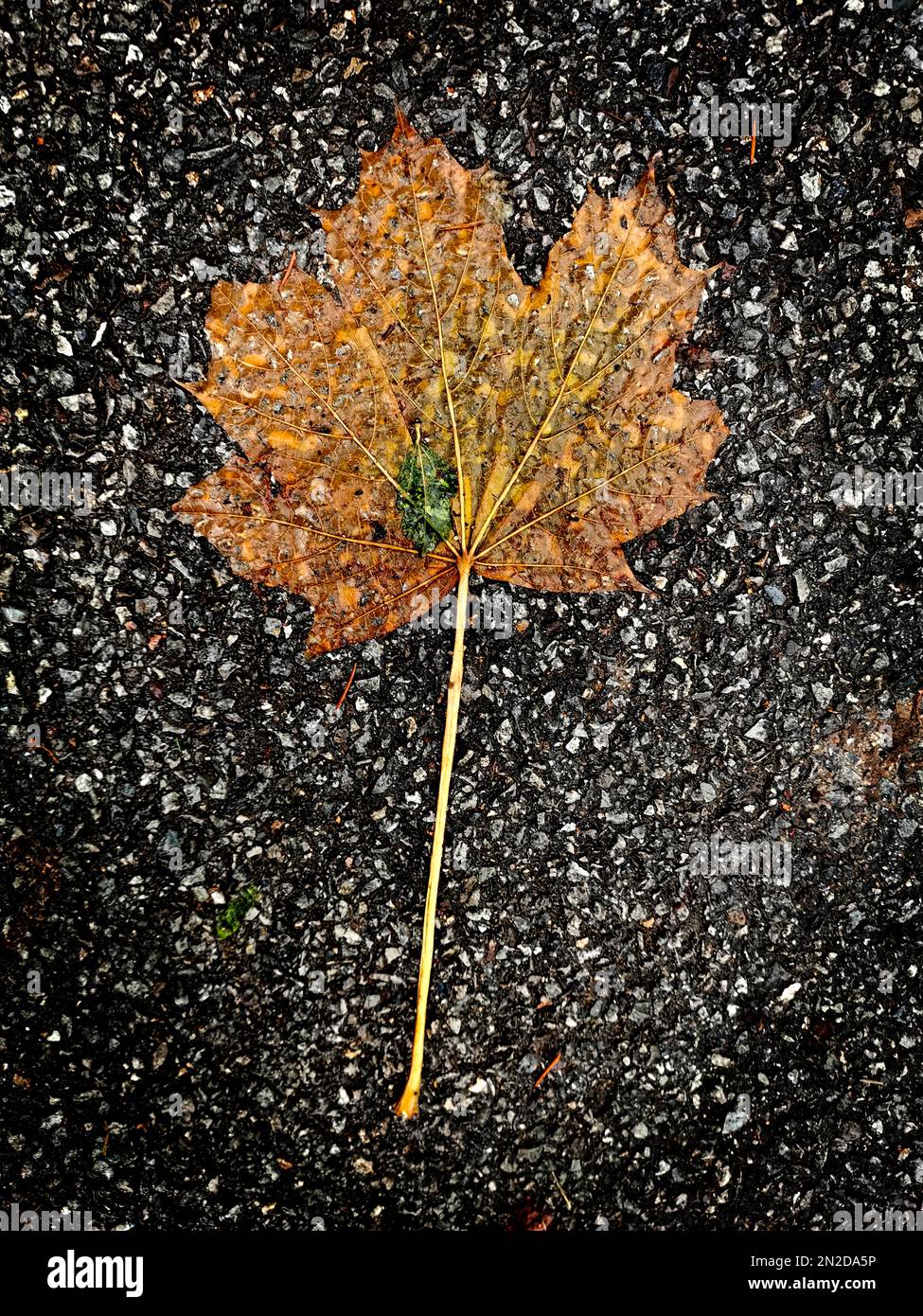 Close shot dead leaf hi-res stock photography and images - Alamy