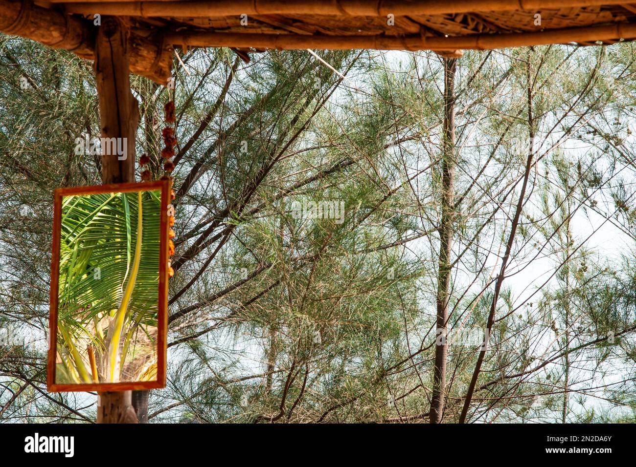 Reflecting palm branches hi-res stock photography and images - Alamy
