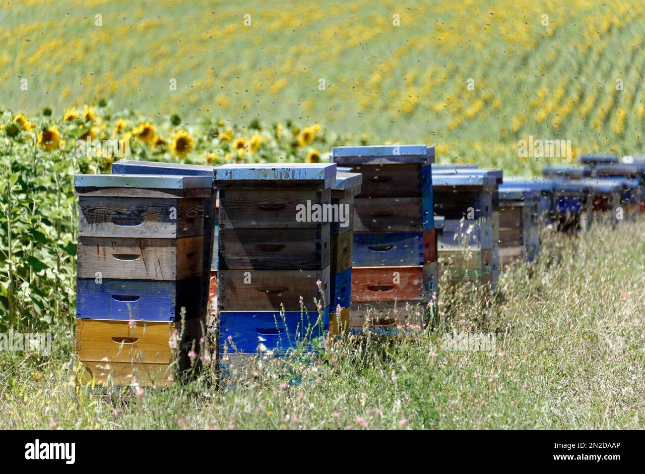 Provence apiary apiaries hi-res stock photography and images - Alamy